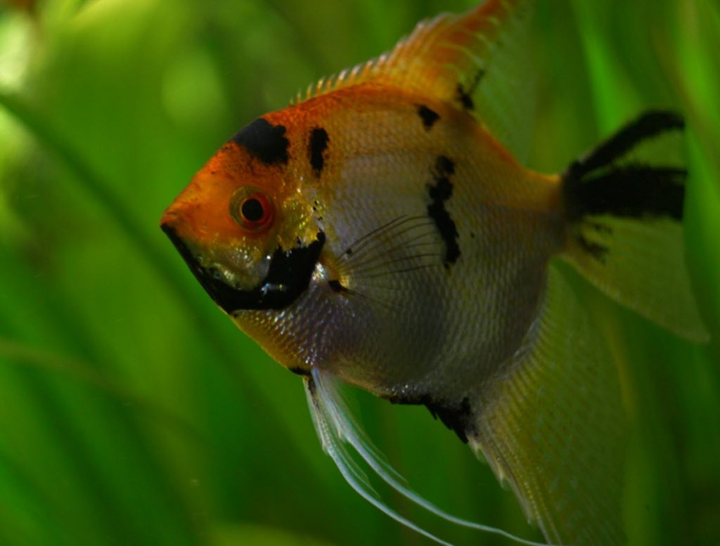 Scalarer - Hur man håller och odlar scalarer i ett akvarium.